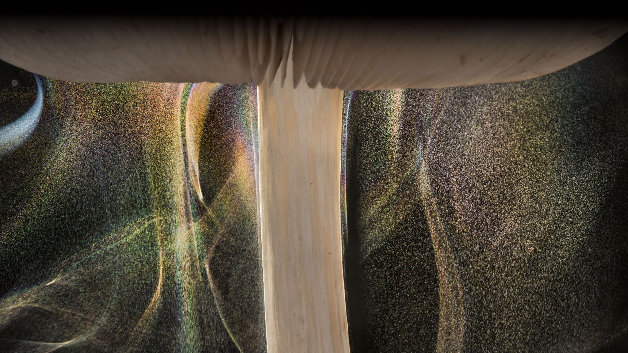 Wildlife Photographer of the Year: First competition images expose ...