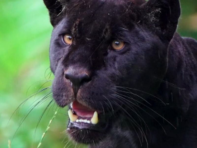 Melanistic Jaguar Melanistischer Jaguar Fotos Und Bildmaterial In