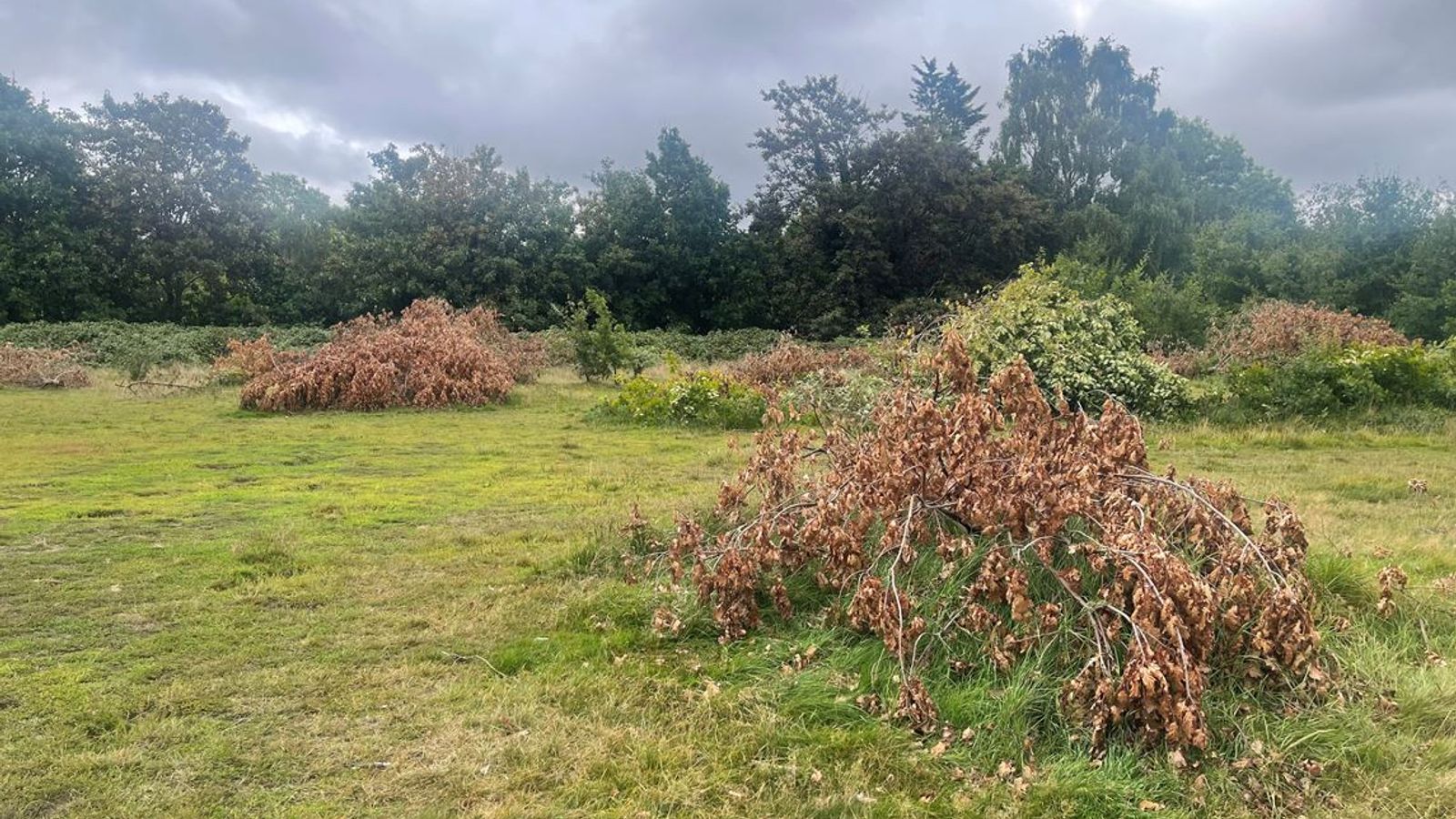 Bromley Council orders landowner to replant felled oak trees on 'much ...