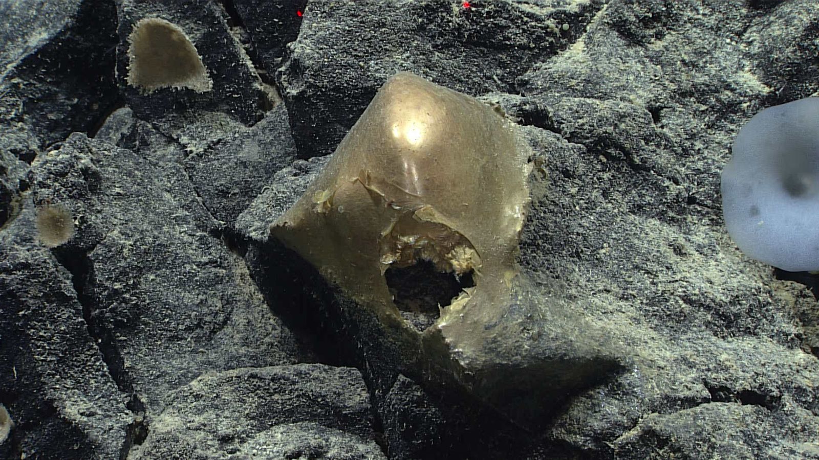 'Glittering gold blob' found on sea floor baffles scientists | World ...