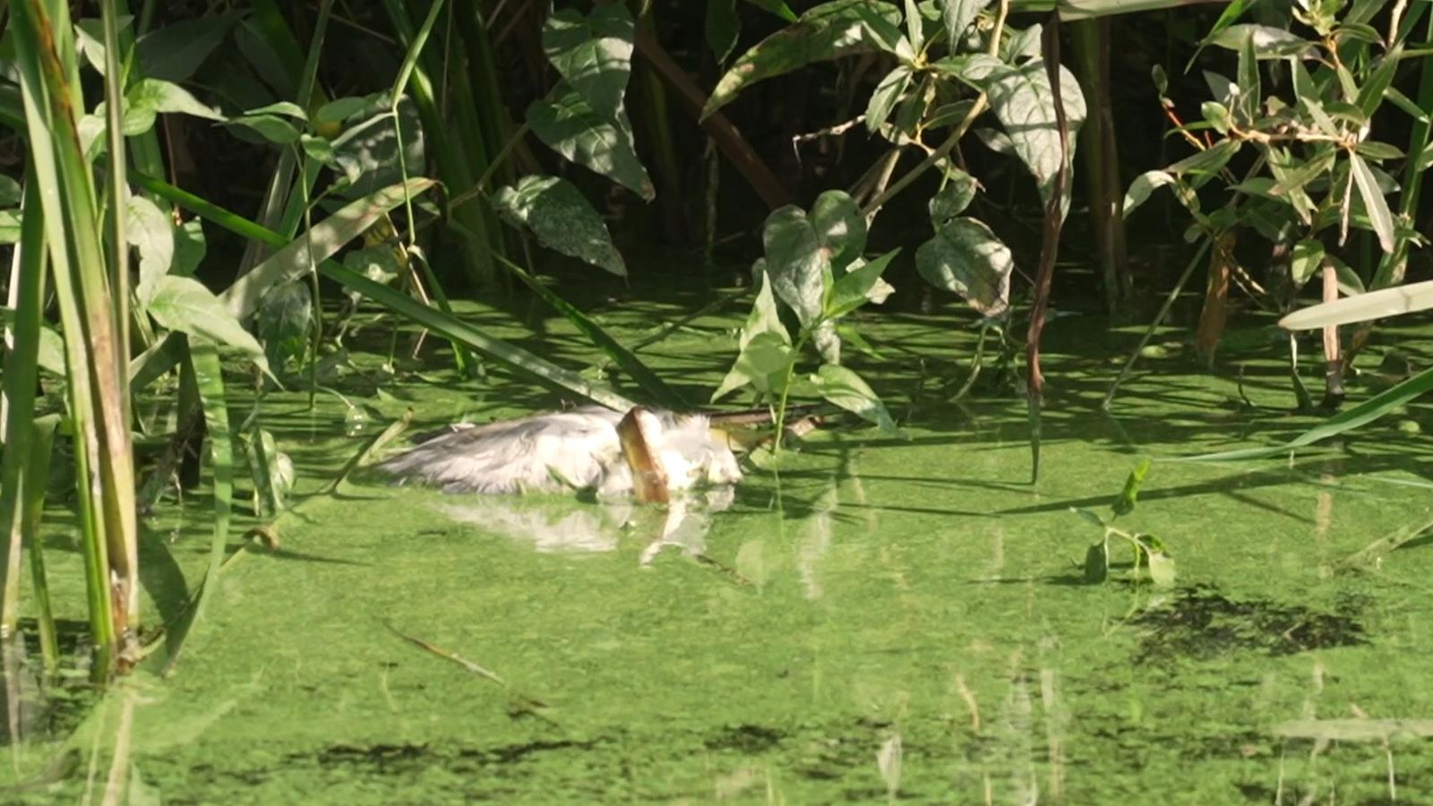 Lough Neagh: Largest lake in UK and Ireland being poisoned by toxic ...