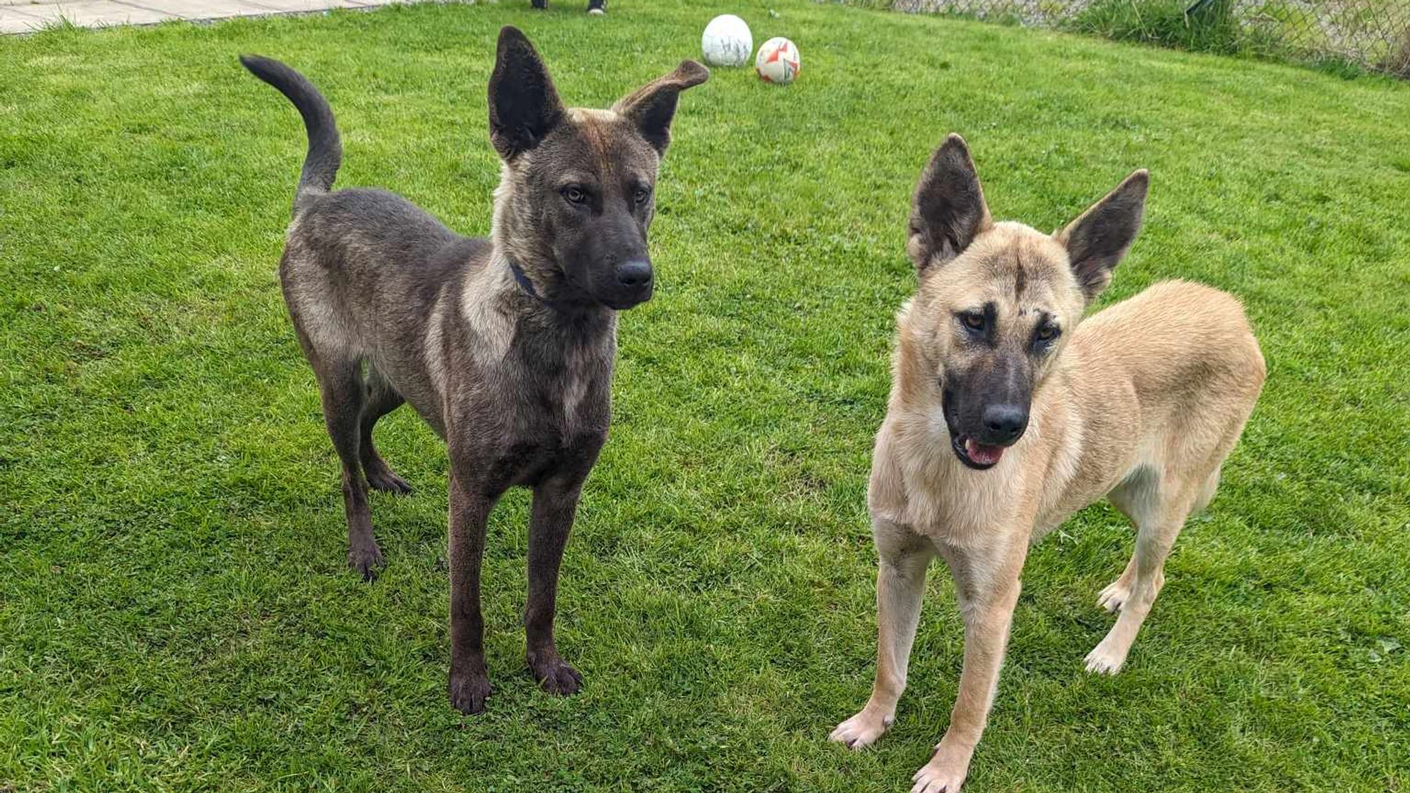 Dogs rescued after fatal sheep attack will hopefully be able to find ...