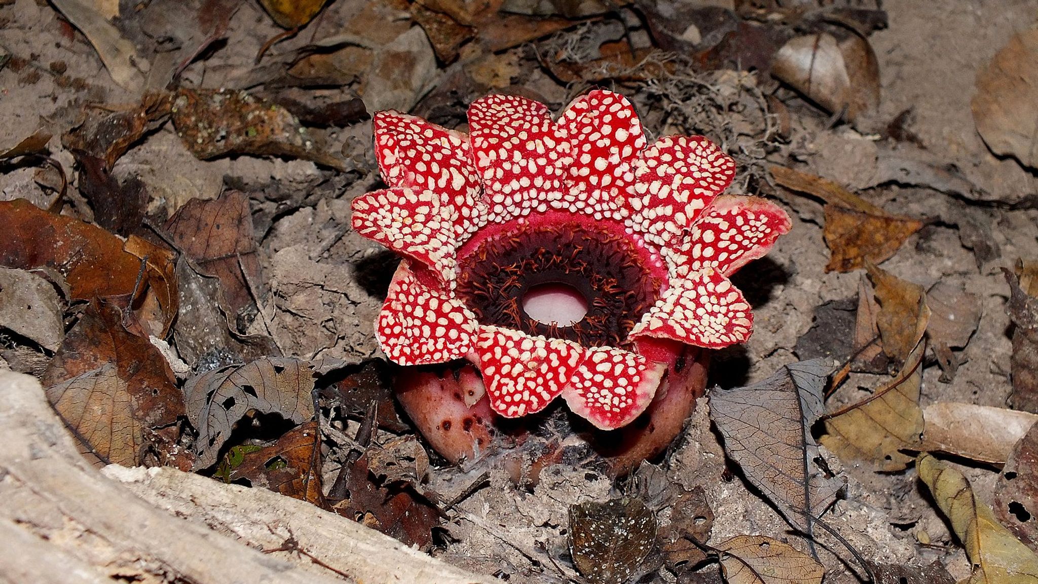 Devious parasitic plant convinces host to grow into its own flesh ...