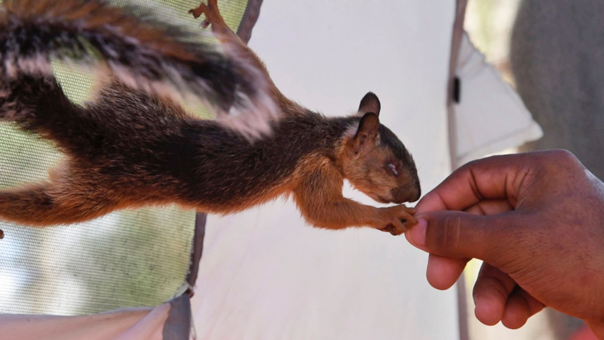 Man fleeing Venezuela faces having to say goodbye to pet squirrel after ...