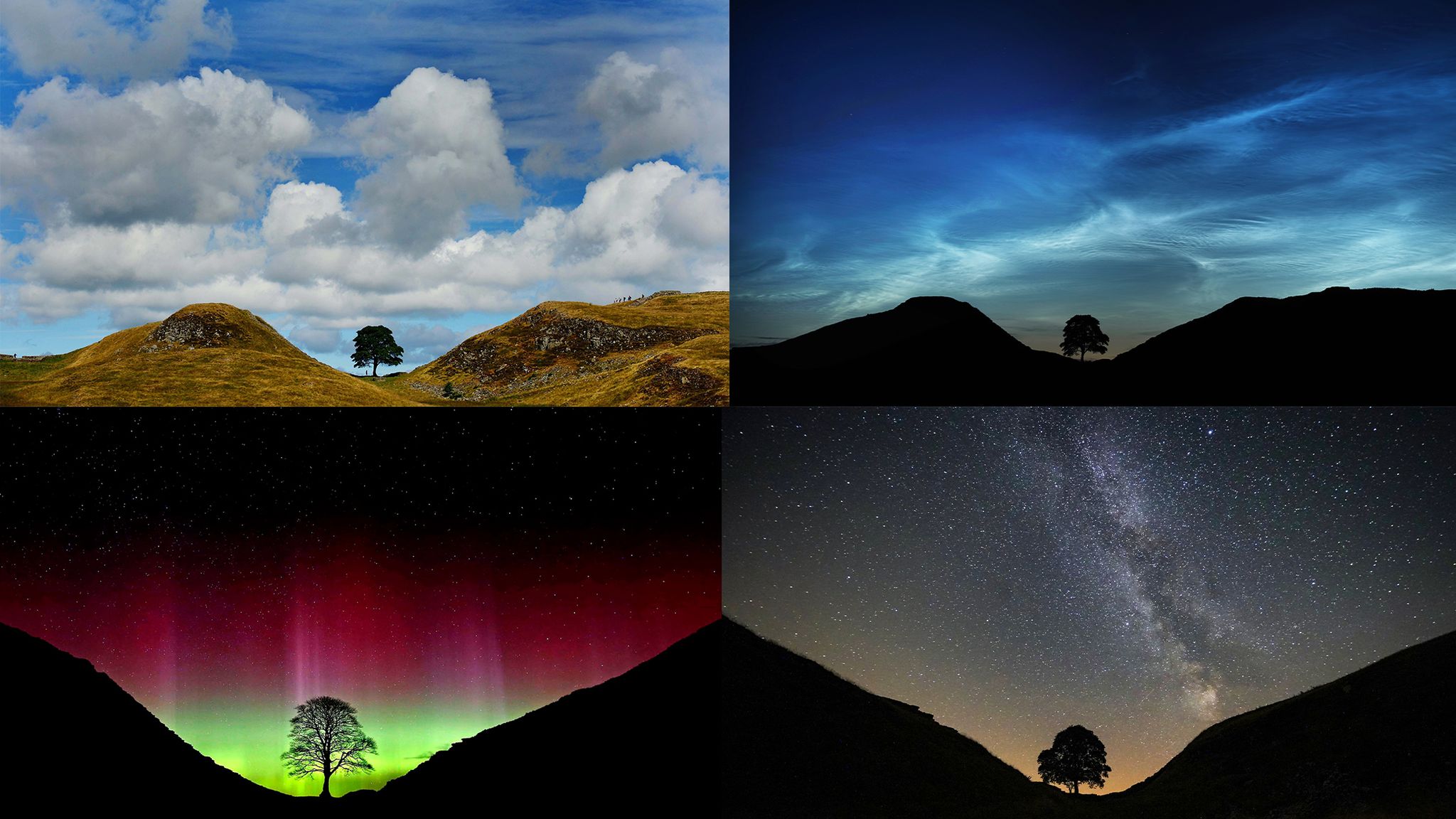 Could the tree at Sycamore Gap be saved - and why is it so famous? | UK ...