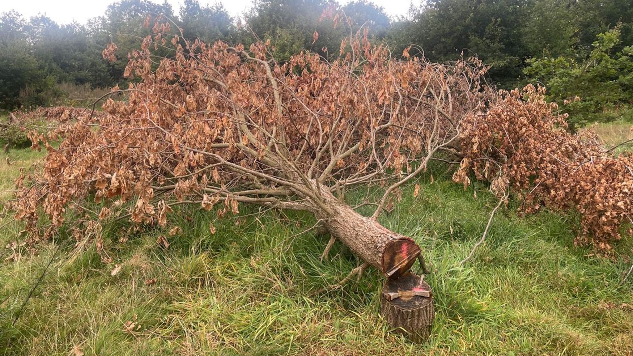 Bromley Council orders landowner to replant felled oak trees on 'much ...