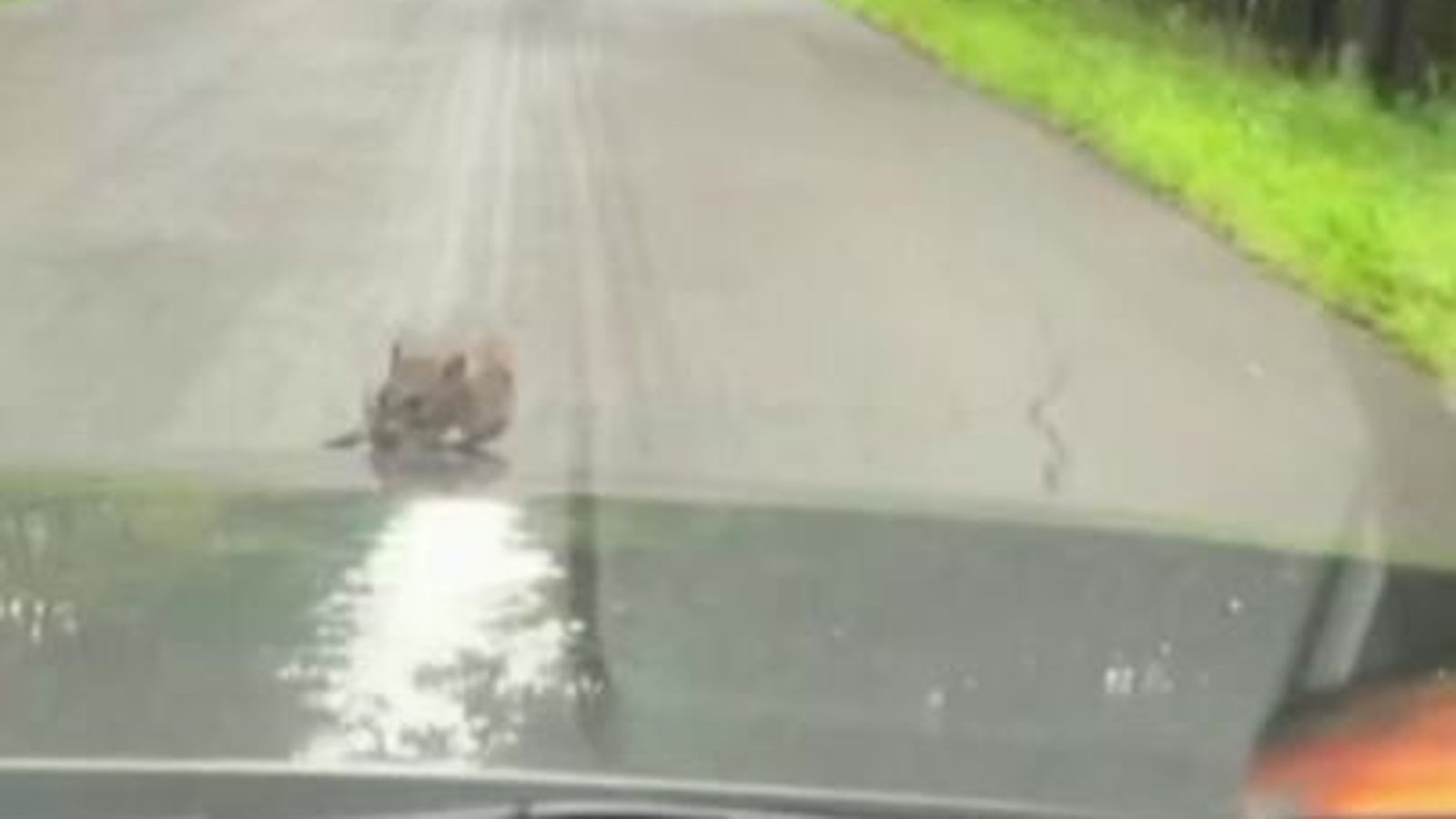 US: New York rat shocks man by joining him for road trip from Brooklyn | US News | Sky News