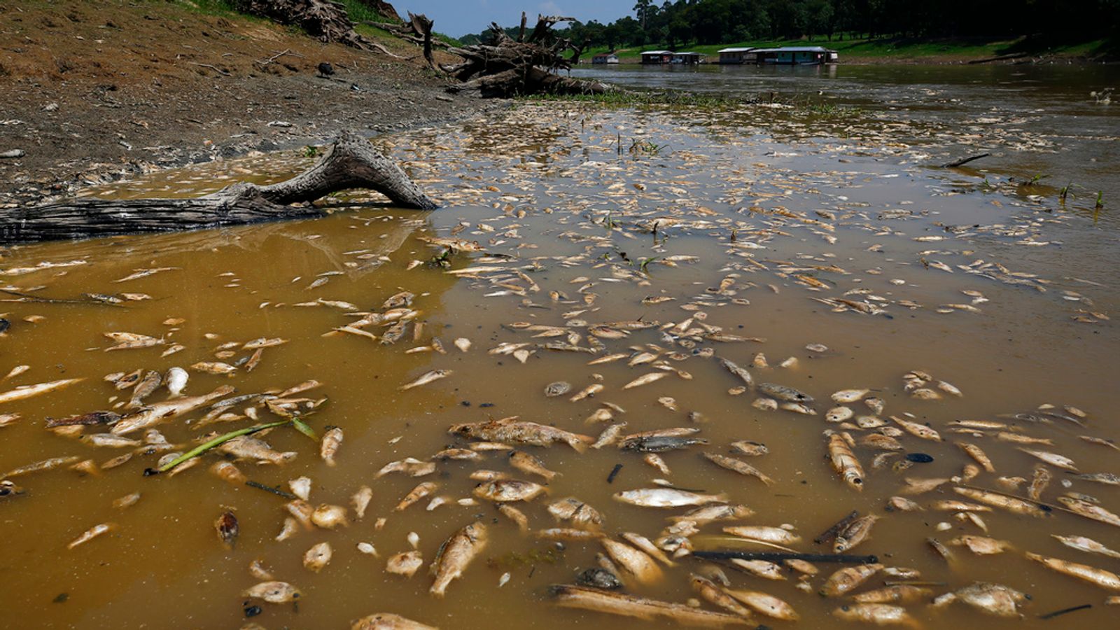Thousands of fish and 100 dolphins dead as water in Amazon hits record ...