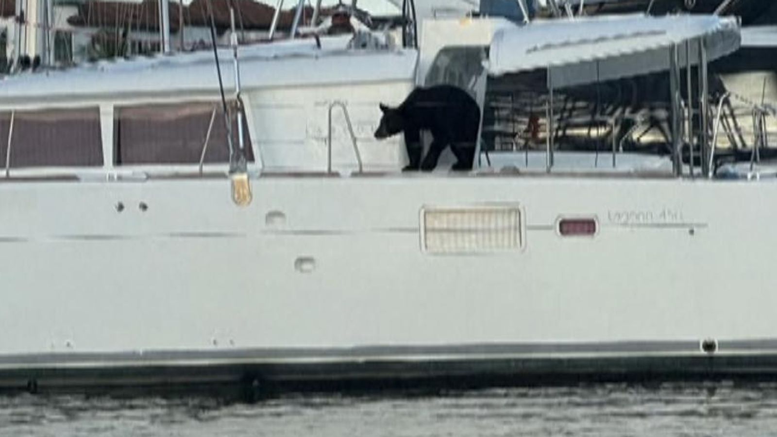 Ahoy bear! Unusual passenger boards catamaran and inspects the deck in ...