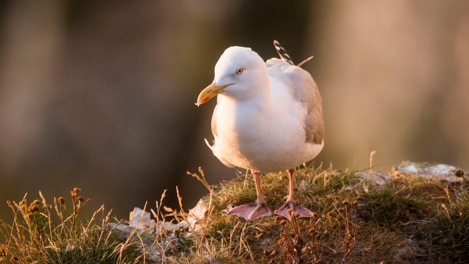 Nearly 10,000 seabirds dead and sick across Scotland due to avian flu ...
