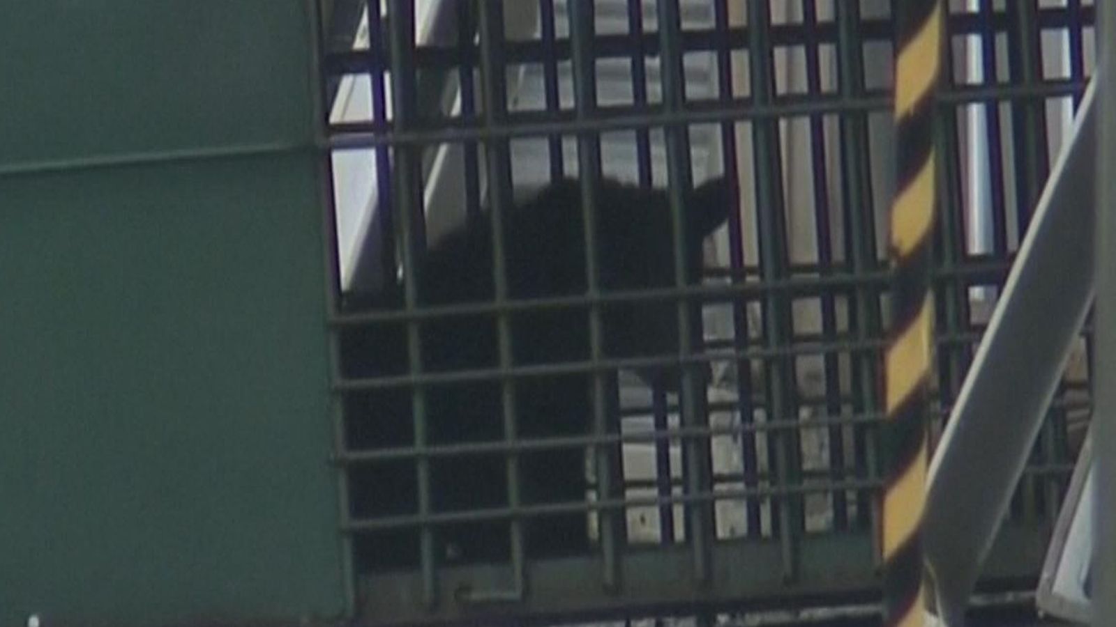 Japan: Three bears break into tatami mat factory | World News | Sky News