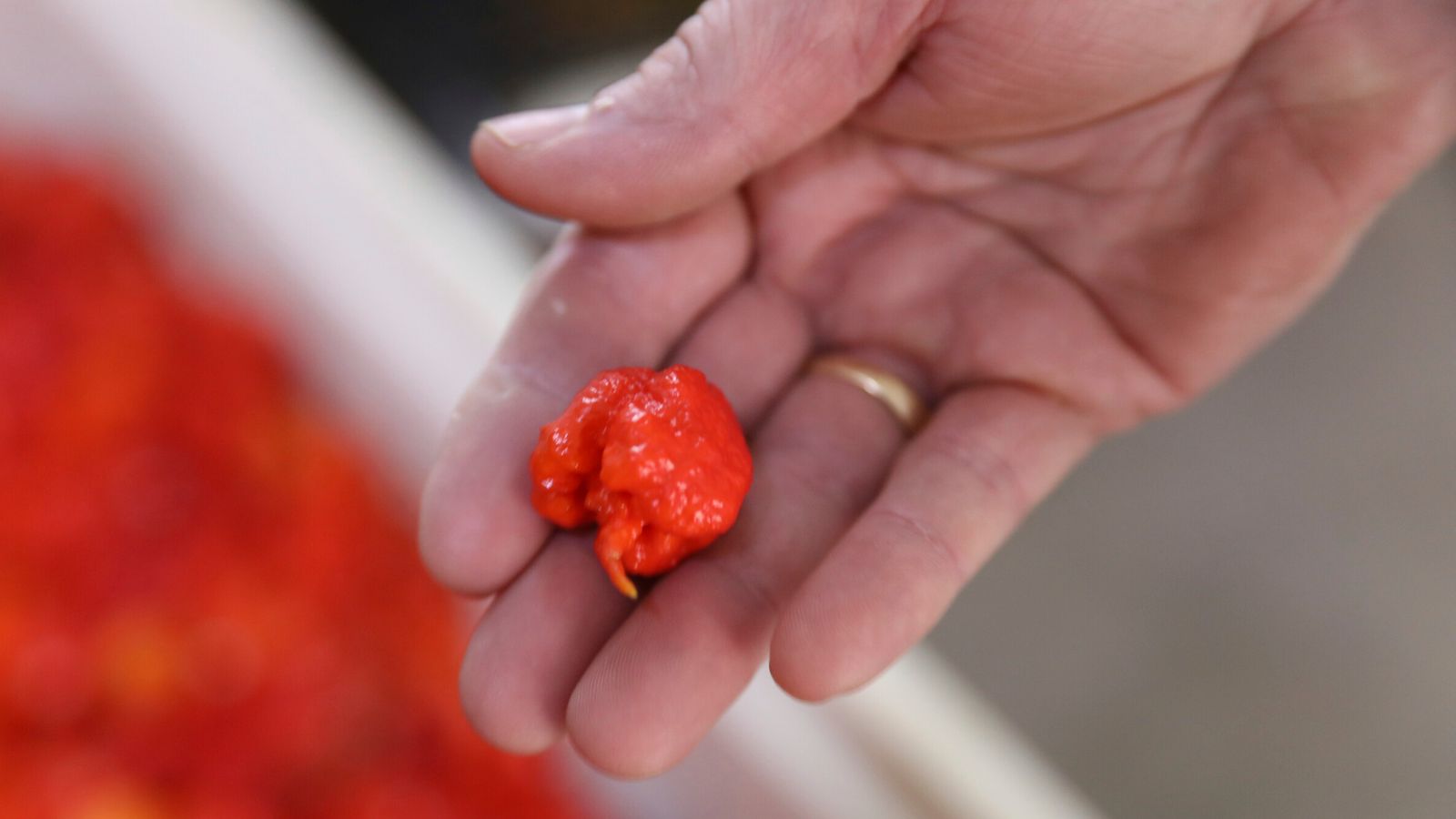 Pepper X named as world's hottest chilli by Guinness World Records ...