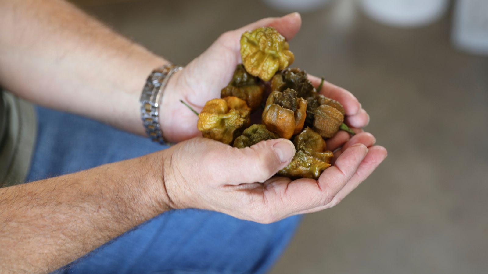 Pepper X named as world's hottest chilli by Guinness World Records ...