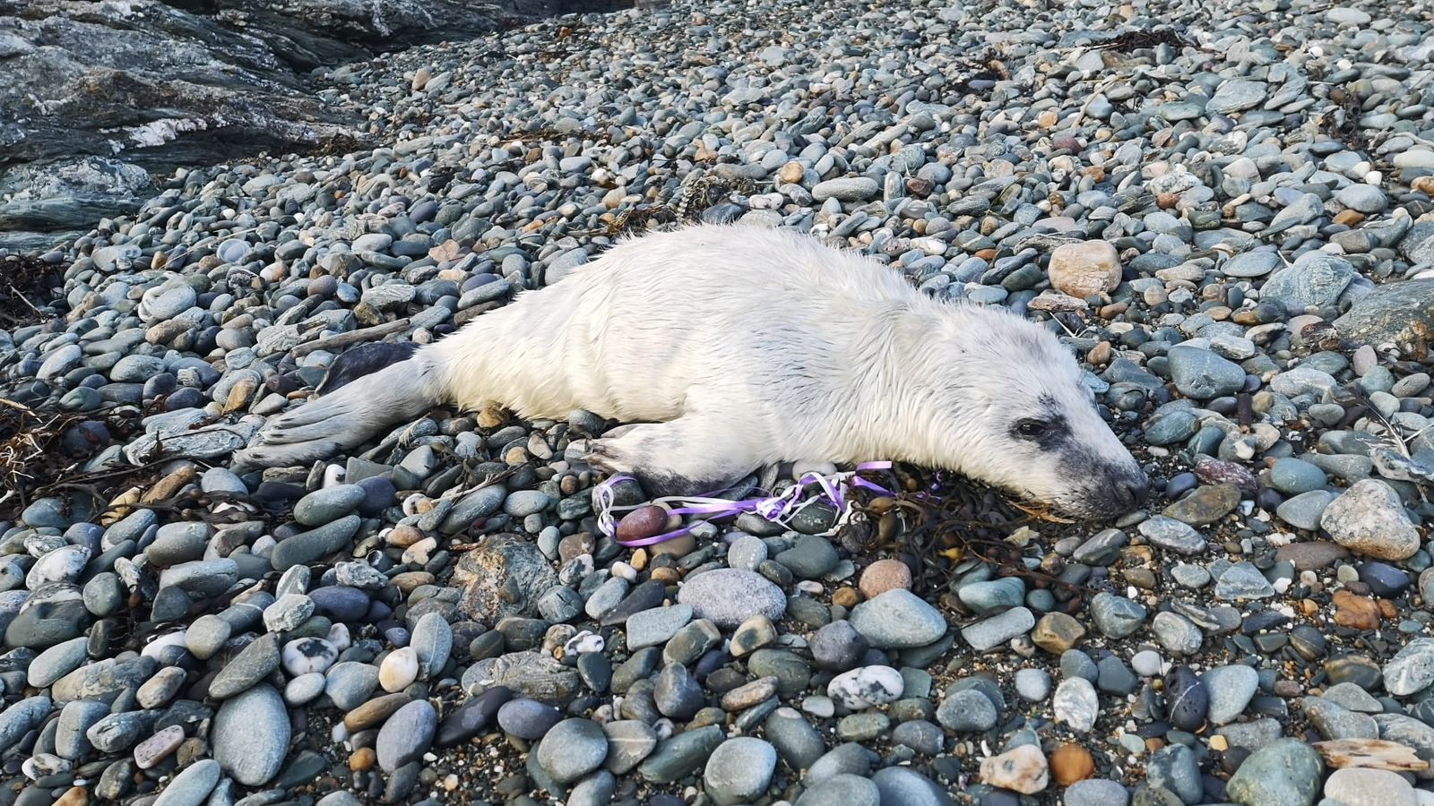 Renewed calls for balloon release ban after seal pup's death in North ...
