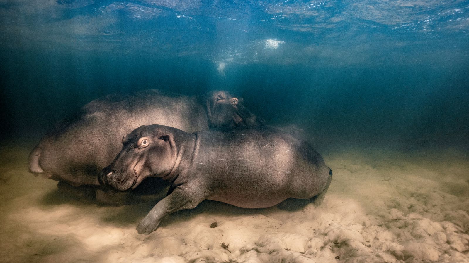 Biologist wins Wildlife Photographer of the Year for a second time ...