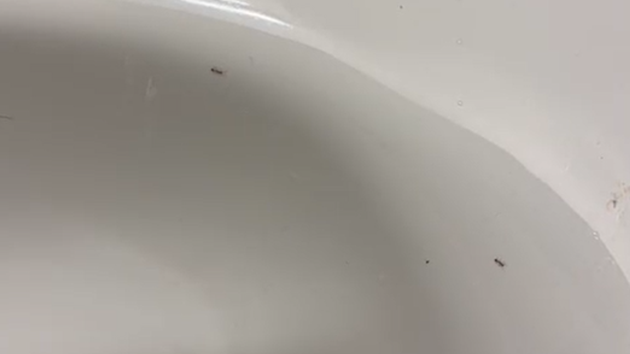 Girl hospitalised with septic shock after ant infestation bite in ...