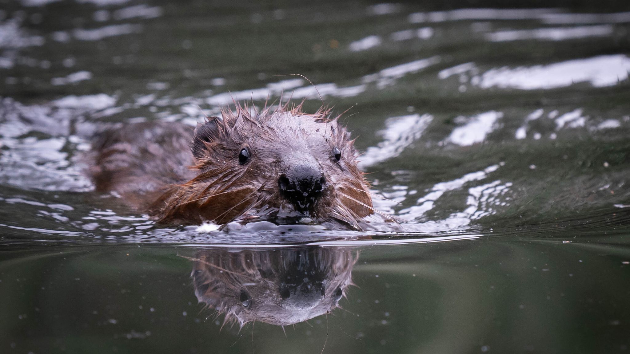 Photos Of Beavers