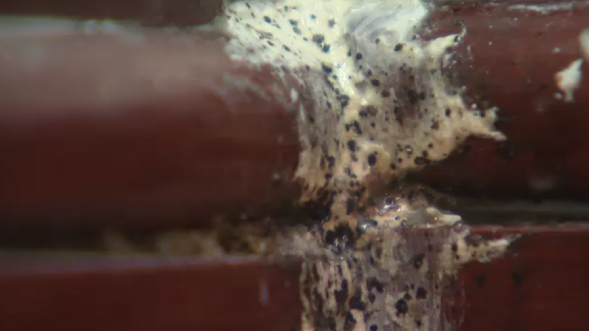 Inside a London house infested with bed bugs - as expert reveals how ...