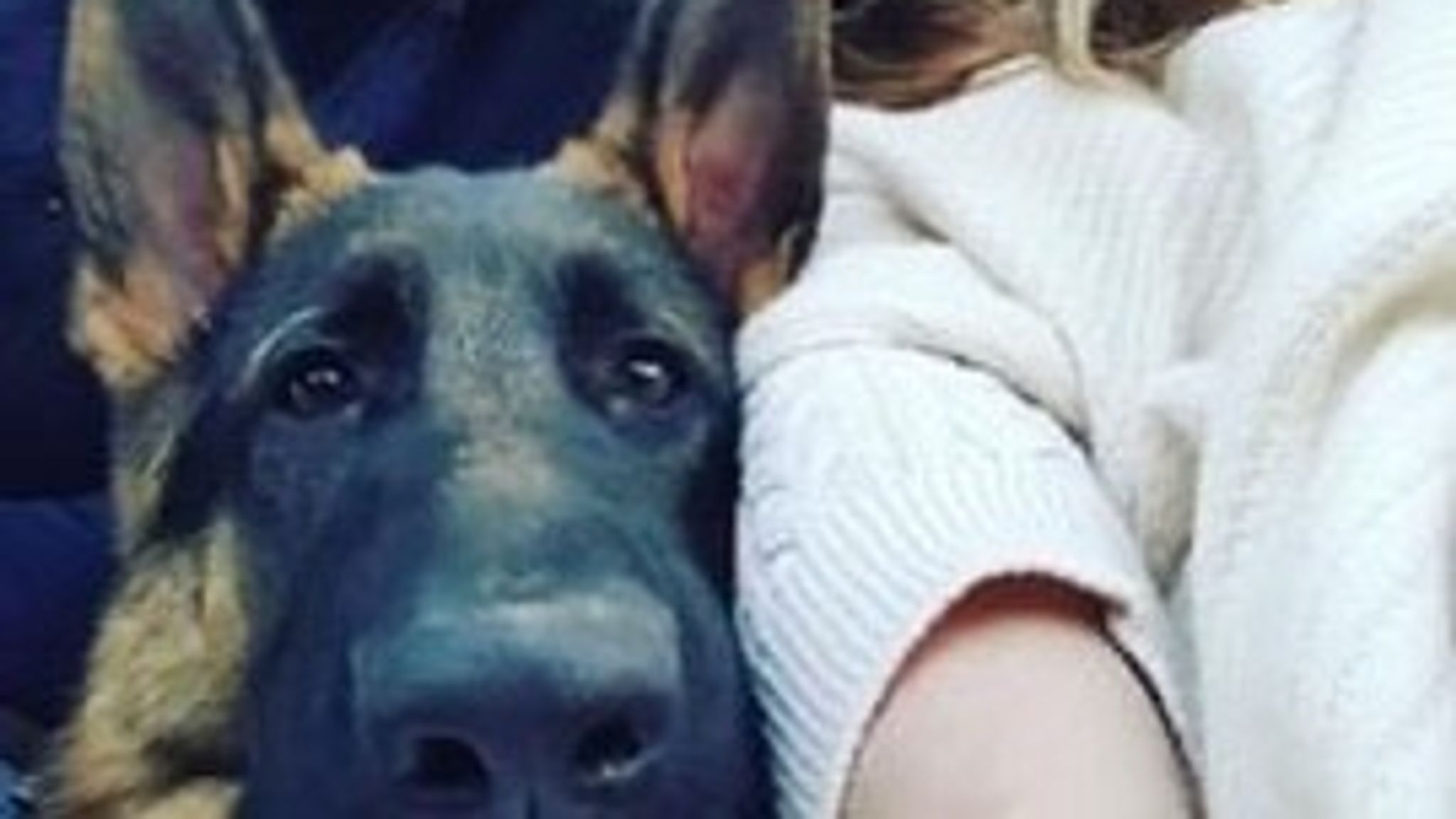 Pet loss and grief: 'My world crashed' - The rising number of people ...