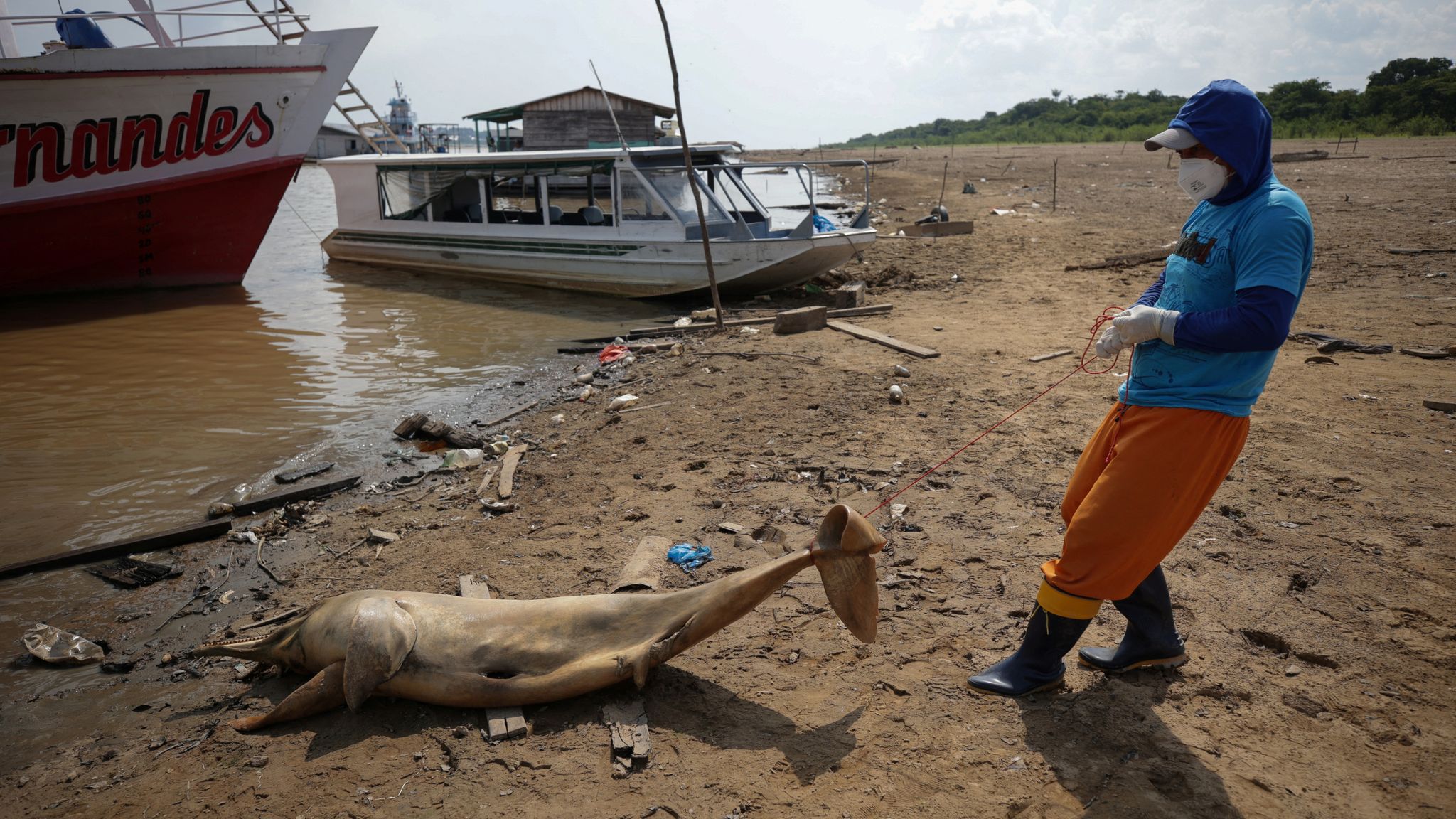 Thousands of fish and 100 dolphins dead as water in Amazon hits record ...