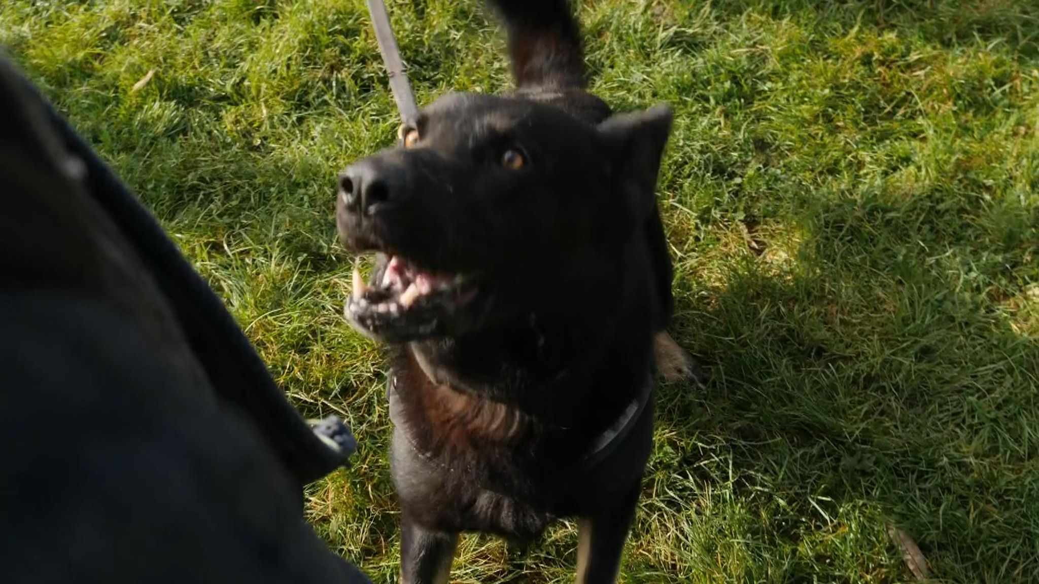 What to do if you're attacked by a dangerous dog - as police reveal ...