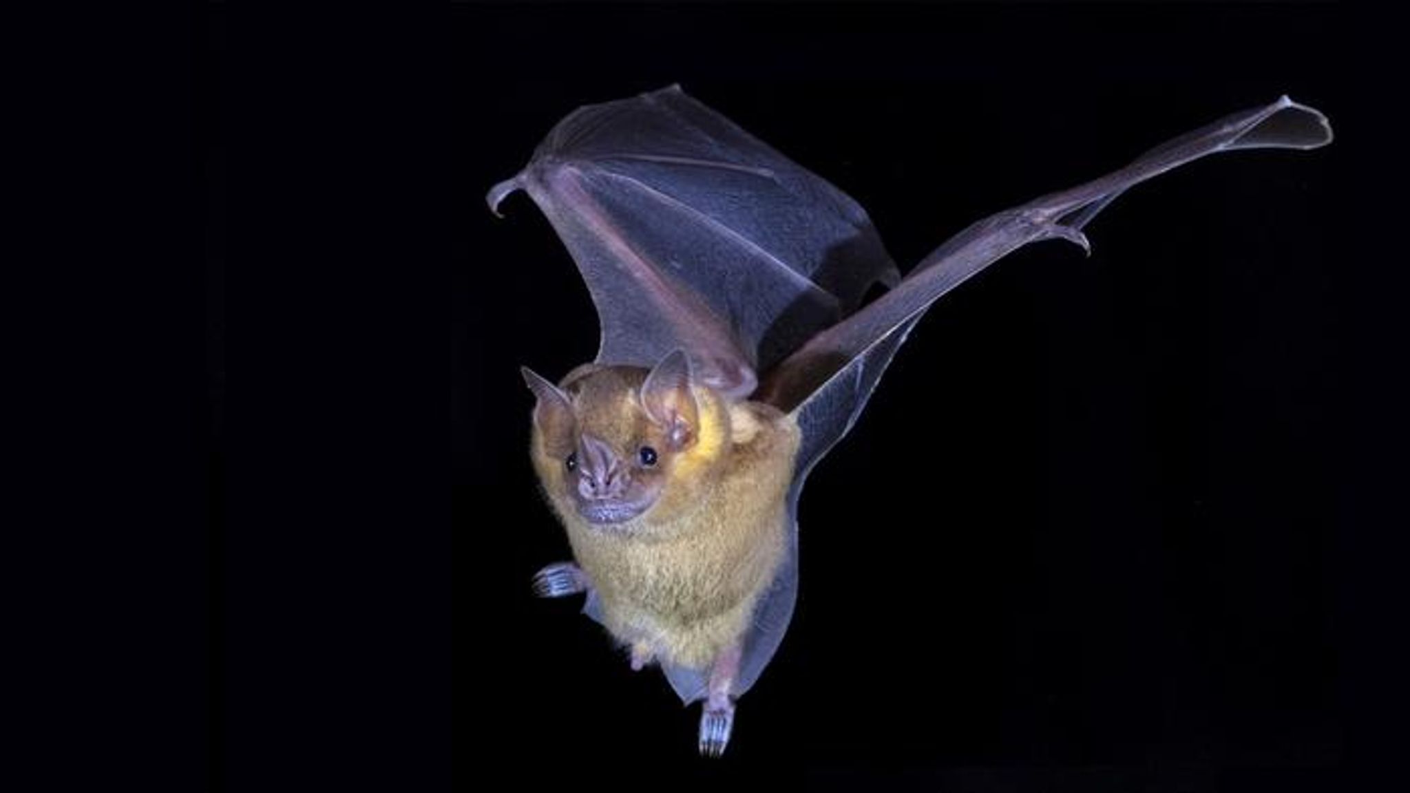 Bat genes could help cancer and COVID treatments, researchers say ...