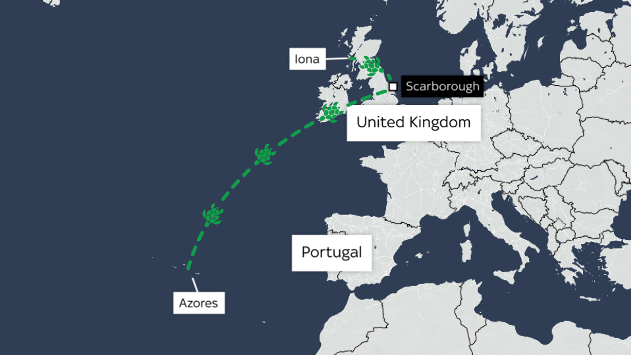 Turtle washed up on Scottish beach released into wild after 'remarkable ...