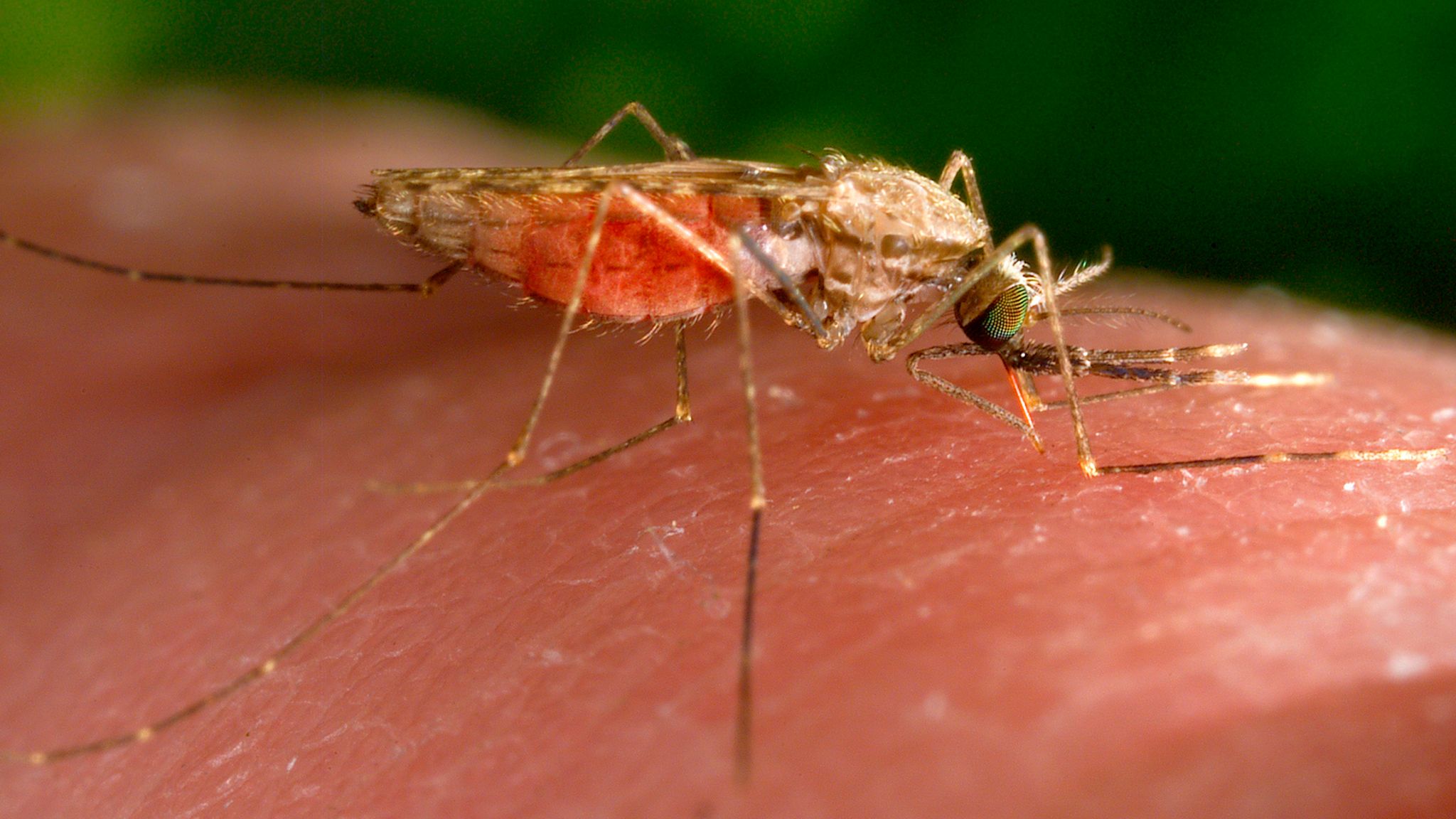 Cheap malaria vaccine developed with help of Oxford scientists approved ...