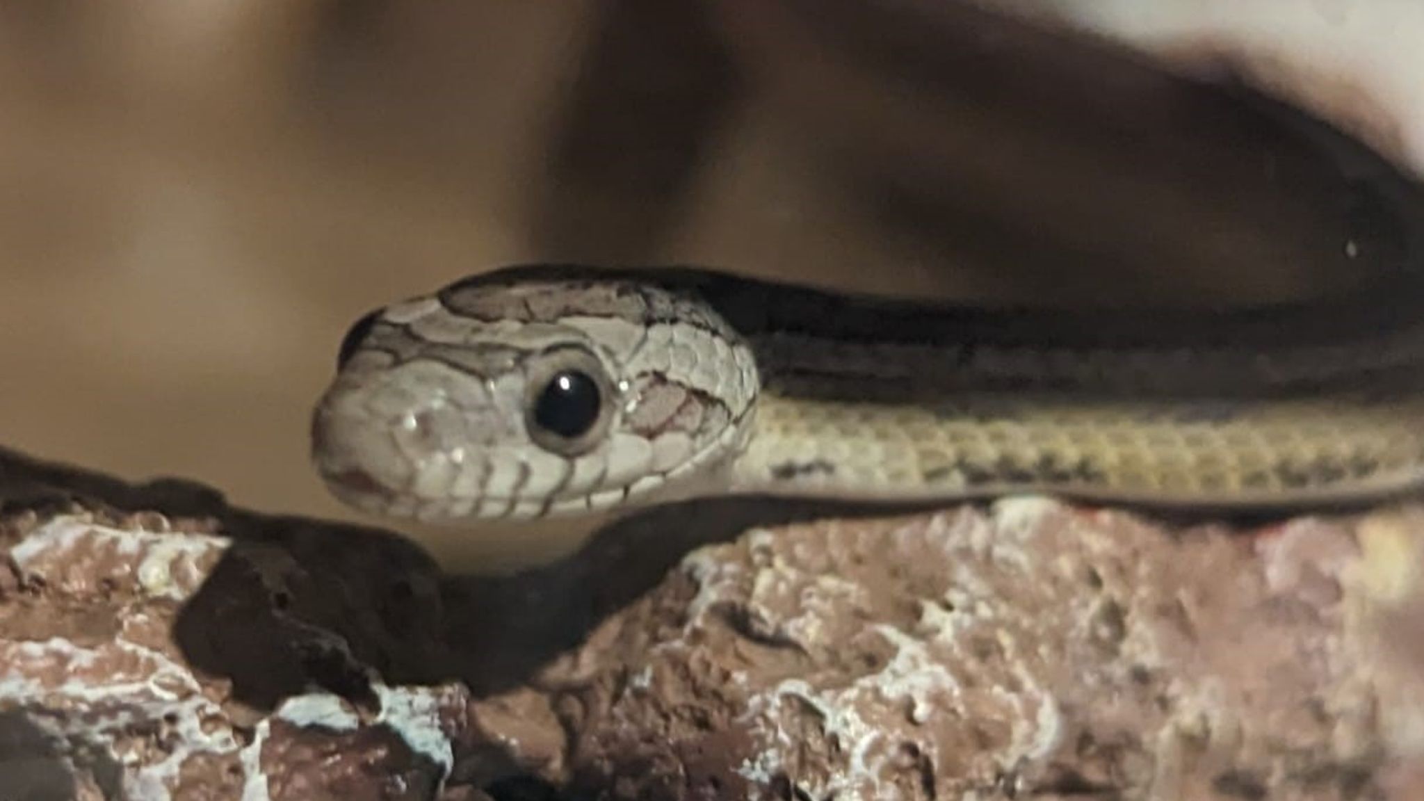Snake who went on the run for a whole year is reunited with owner | UK ...