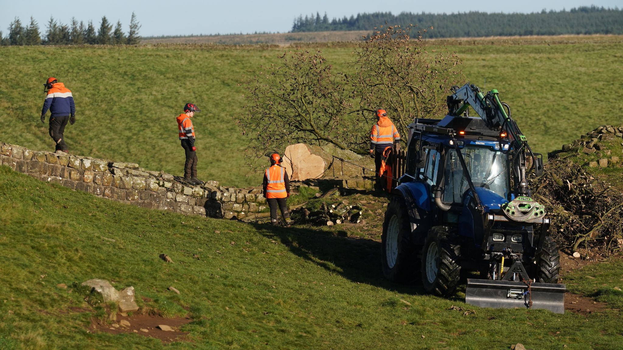 World-famous Sycamore Gap tree is cut up and removed in pieces from ...