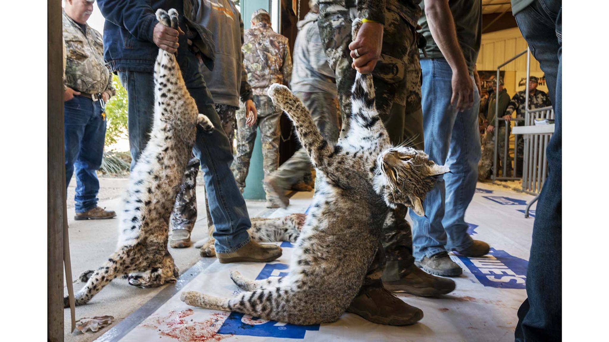 Biologist wins Wildlife Photographer of the Year for a second time ...