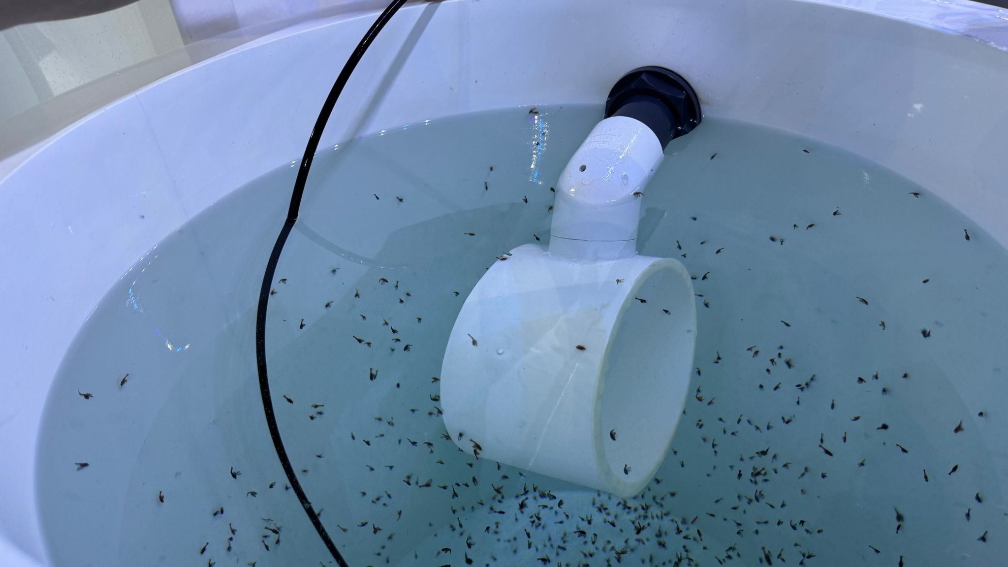 How 100,000 baby lobsters could save stocks and help protect fishing ...