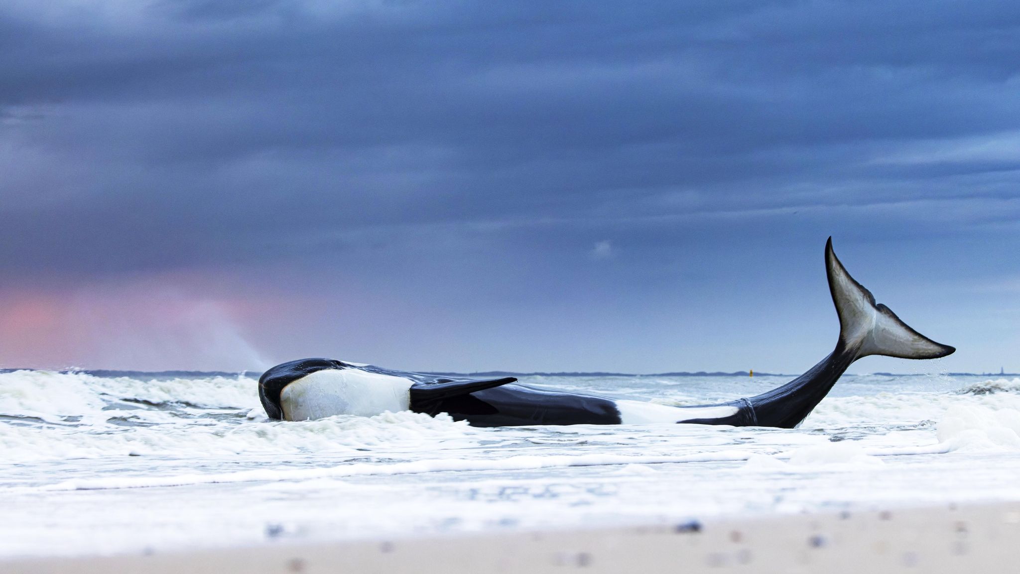 Biologist wins Wildlife Photographer of the Year for a second time ...