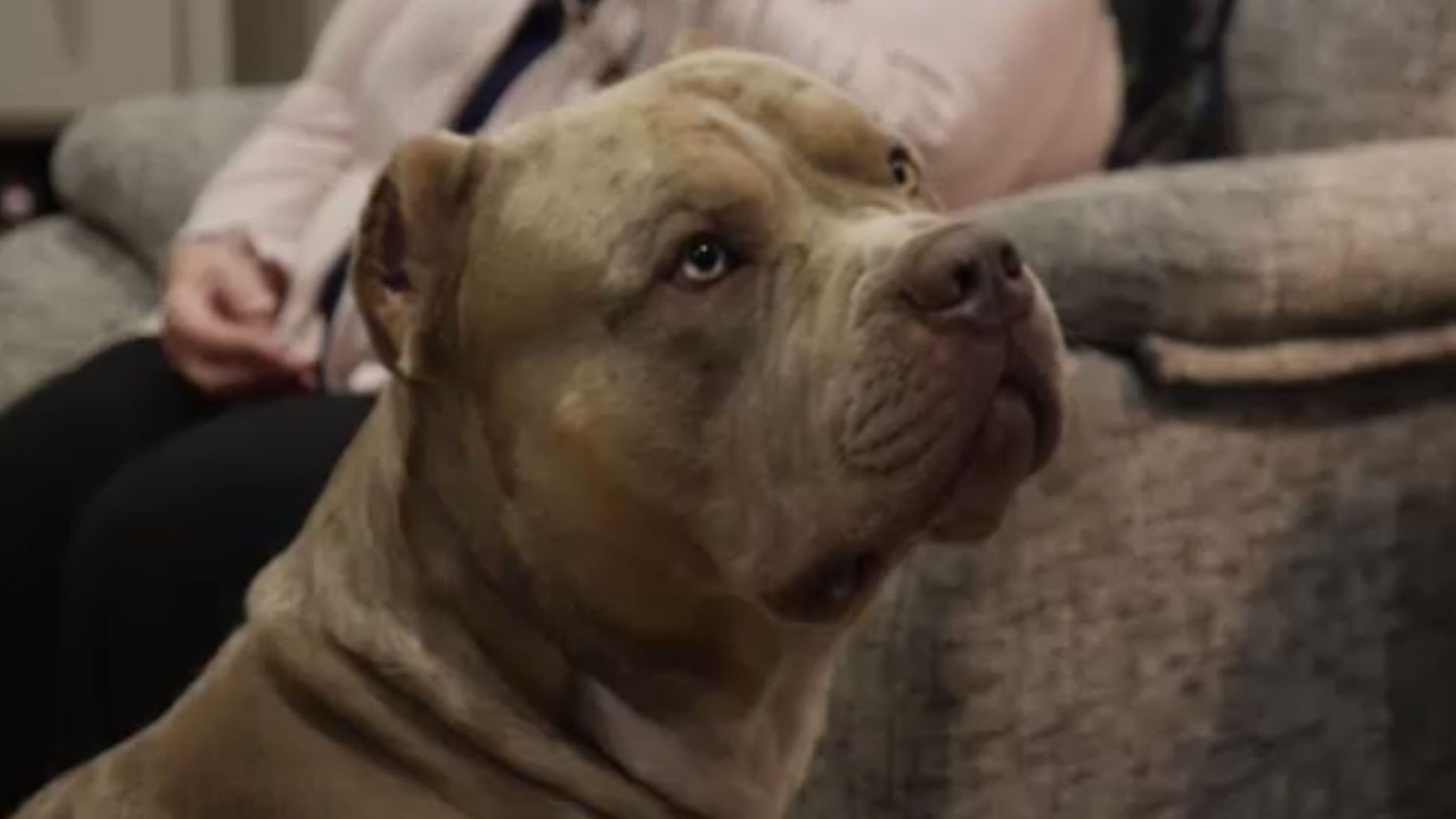 Mother of girl, 4, mauled by XL bully crossbreed 'glad' they will be ...