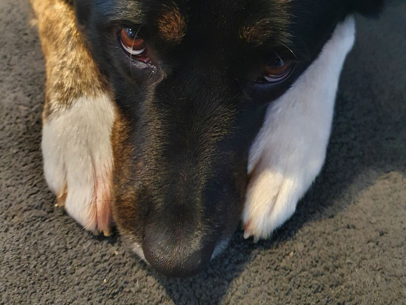 The devastating effects of fireworks on animals: A horse spooked to ...