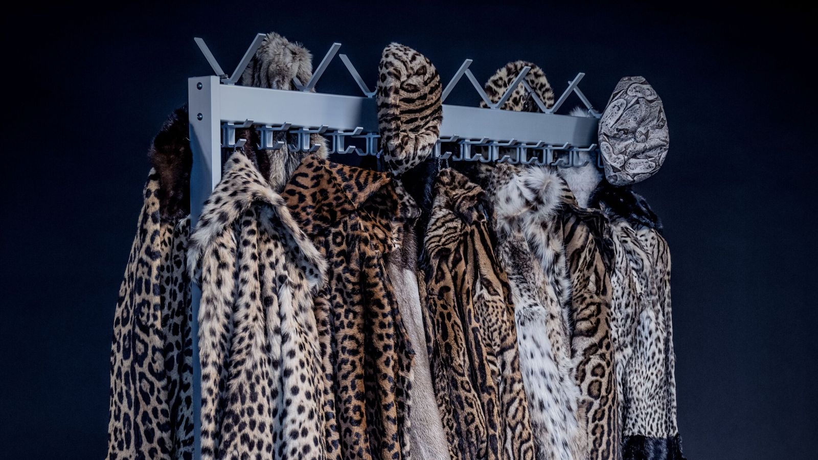 From rare bats to curious lion cubs: The 25 pictures shortlisted for ...