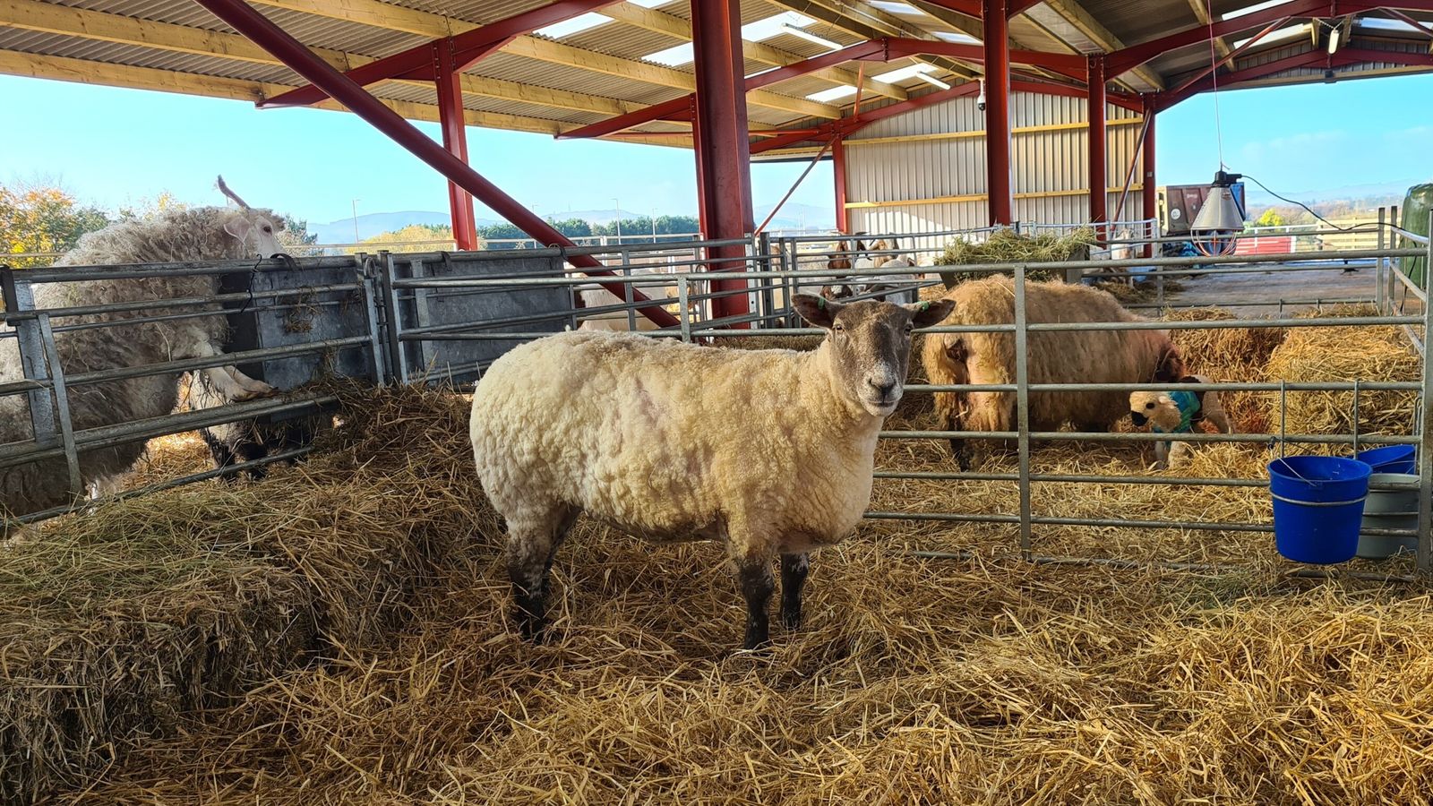 'Britain's loneliest sheep' Fiona is settling into new home after cliff ...
