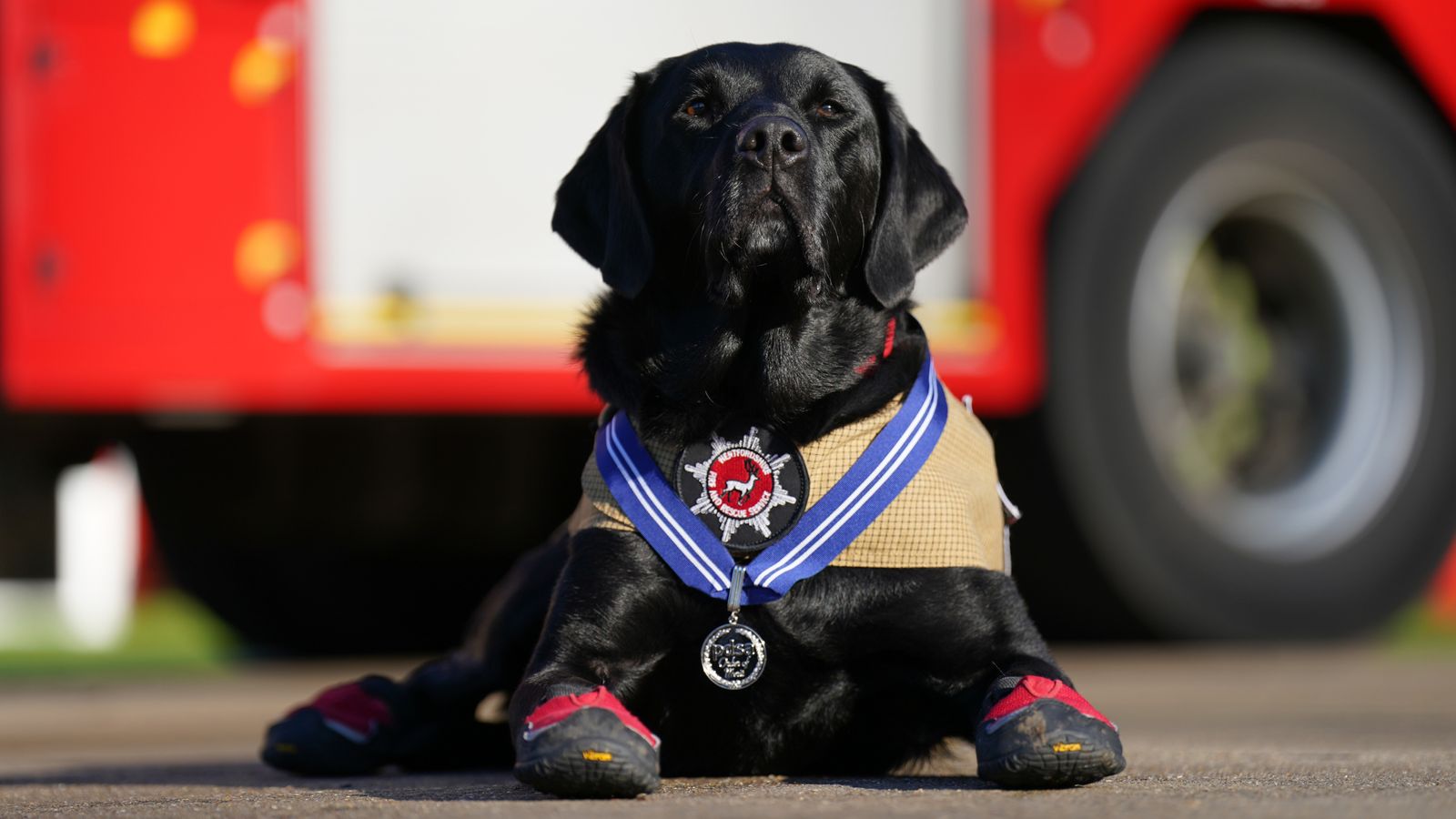 Longest-serving fire investigation dog awarded after attending more ...
