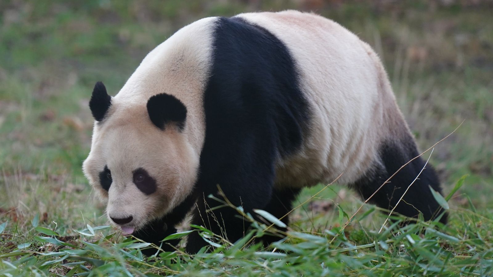 UK's only giant pandas take off for China after 12 years at Edinburgh ... UK's only giant pandas take off for China after 12 years at Edinburgh ...