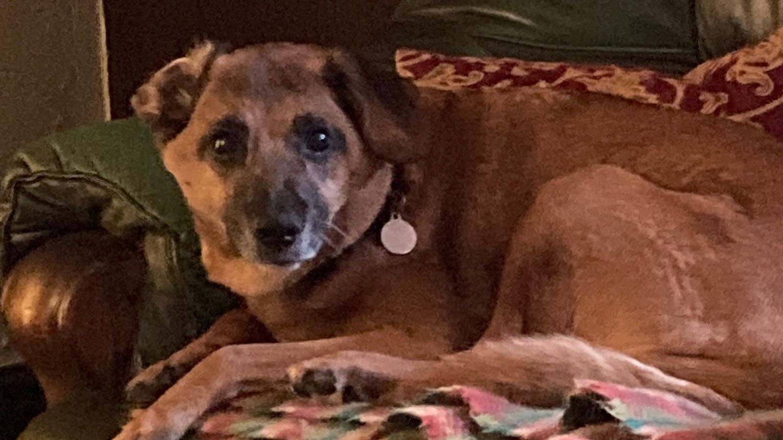 The devastating effects of fireworks on animals: A horse spooked to ...