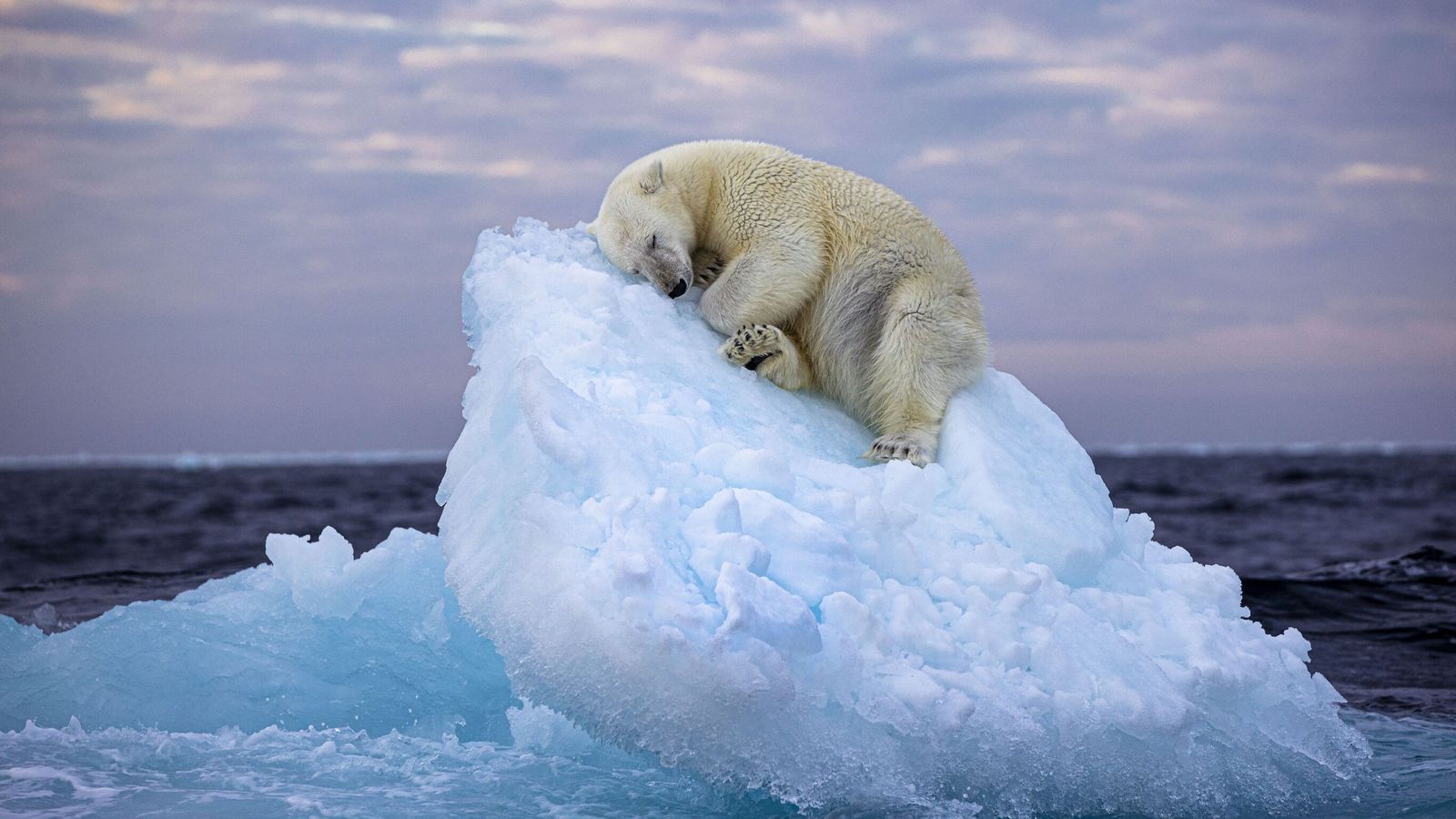 From rare bats to curious lion cubs: The 25 pictures shortlisted for ...