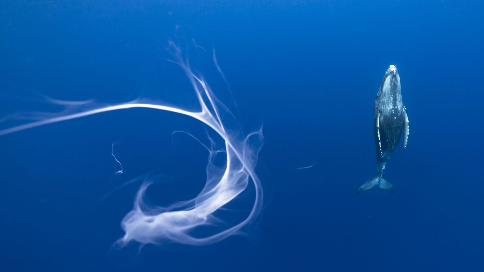 From rare bats to curious lion cubs: The 25 pictures shortlisted for ...