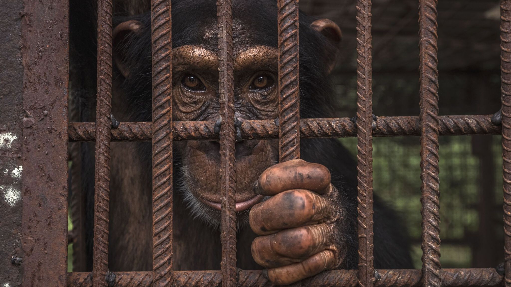 From rare bats to curious lion cubs: The 25 pictures shortlisted for ...