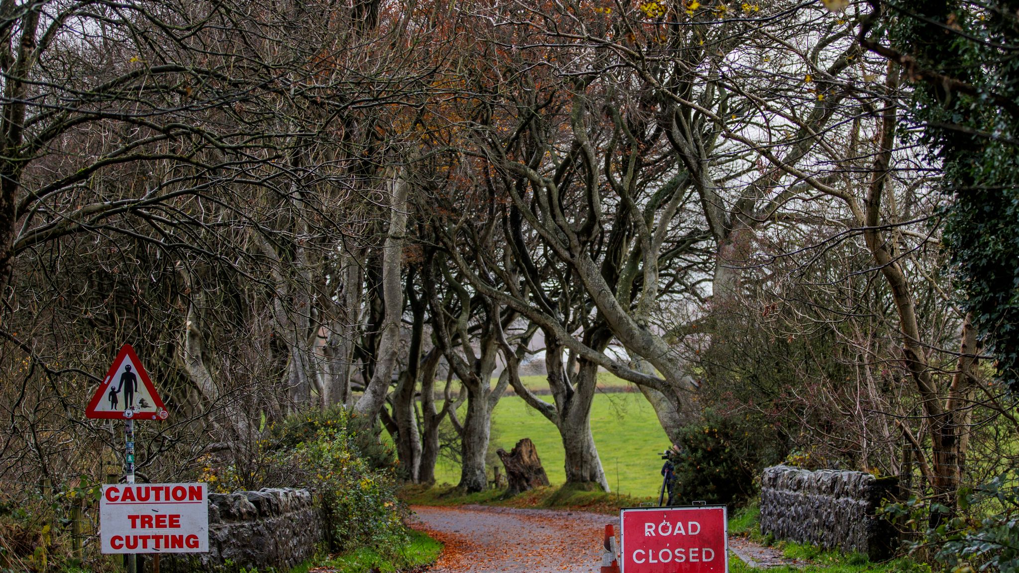 Dark Hedges: Work to fell six trees in Northern Ireland begins as ...