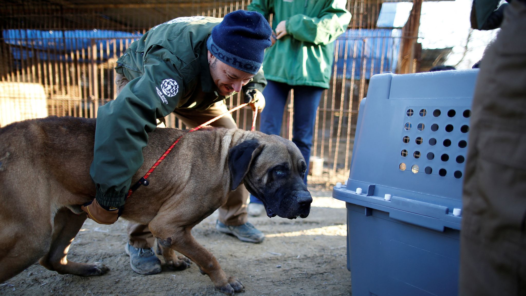 South Korea to ban eating dog meat | World News | Sky News