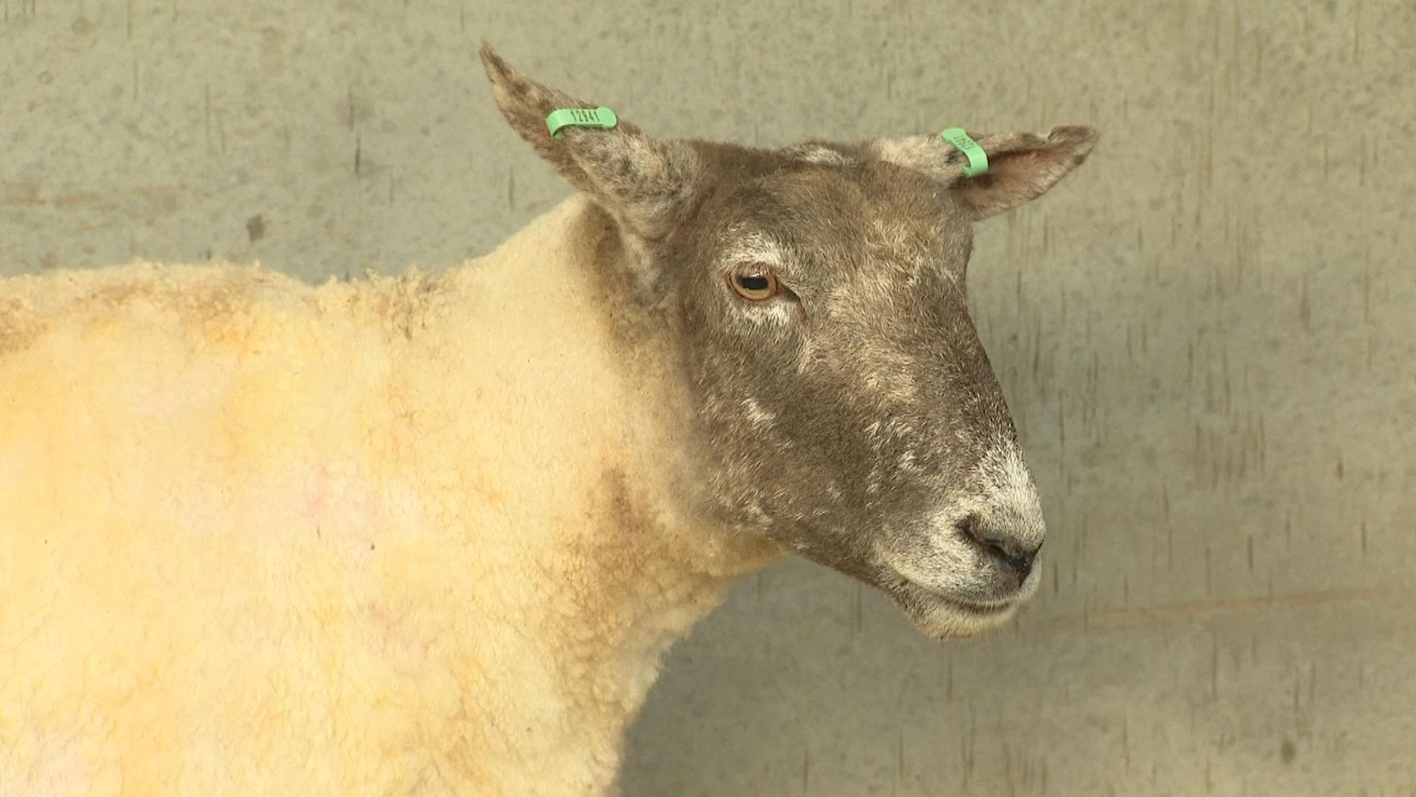 'Britain's loneliest sheep': Fiona has made some friends at new home Dalscone Farm | UK News ...