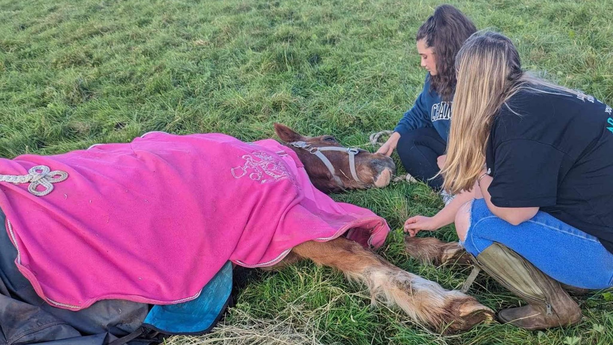The devastating effects of fireworks on animals: A horse spooked to ...
