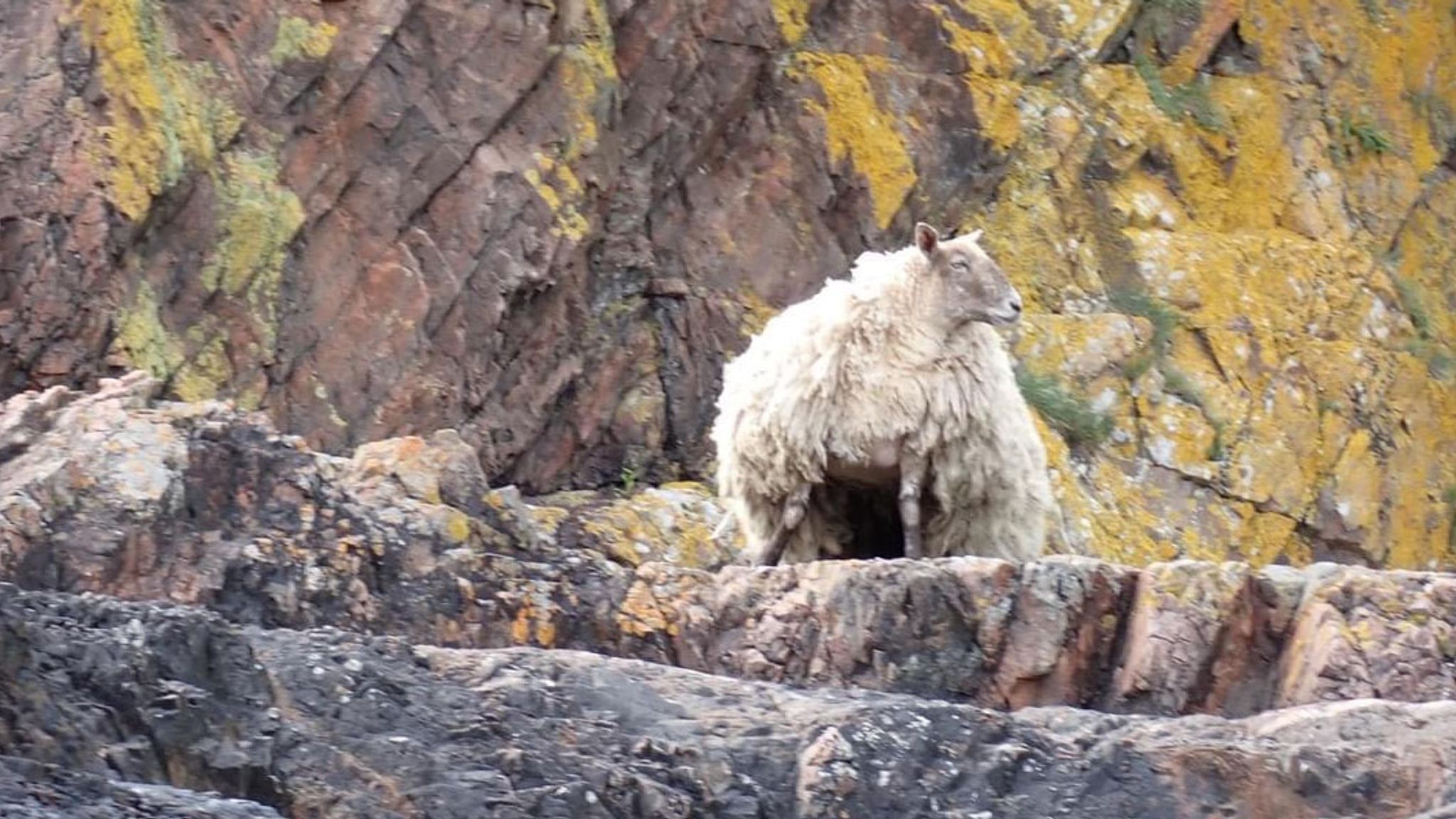 Britain's loneliest sheep in 'life or death situation' before being ...