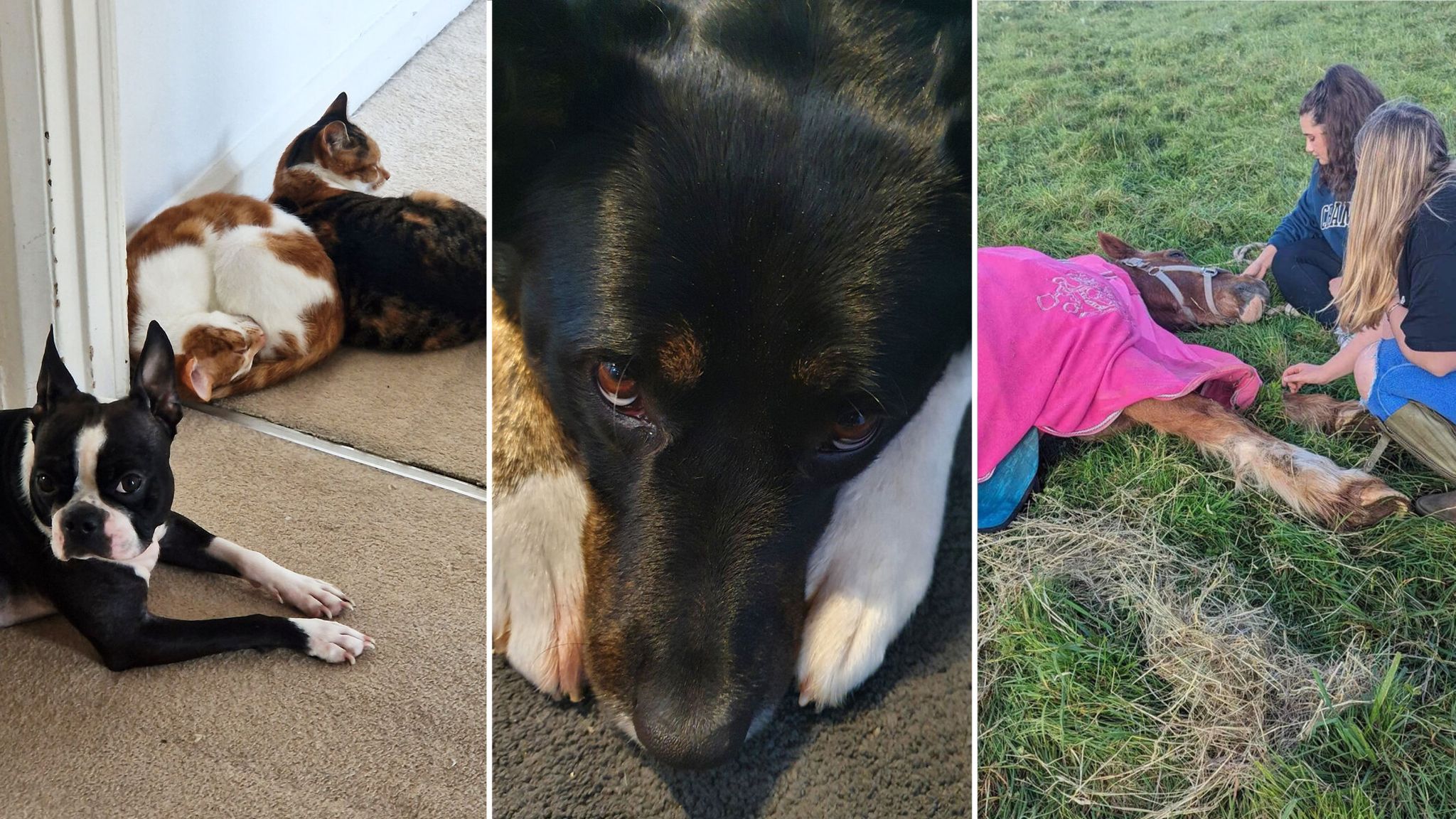 The devastating effects of fireworks on animals: A horse spooked to ...