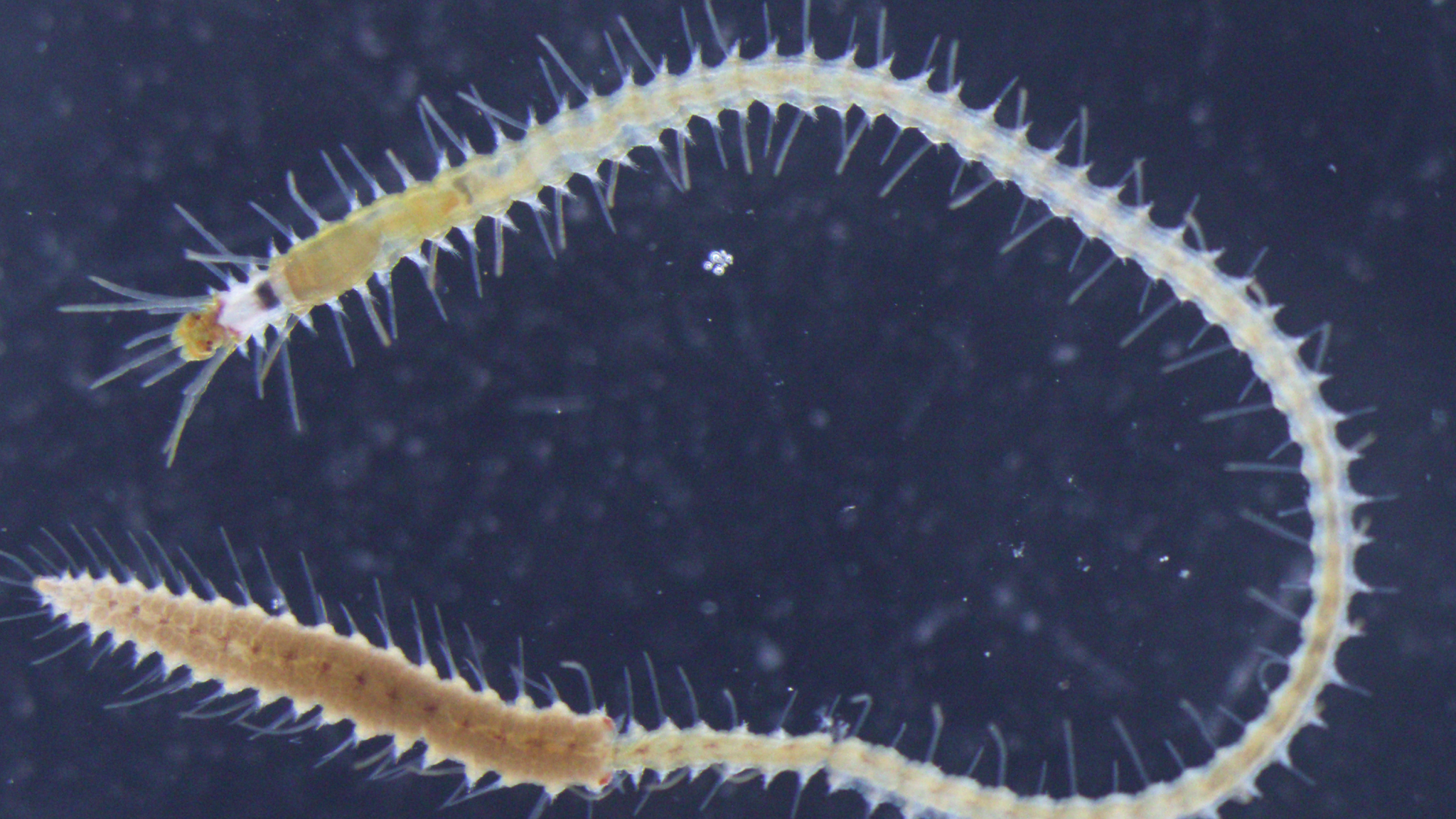 Started from the bottom, now I'm here: How a sea worm's butt swims away ...